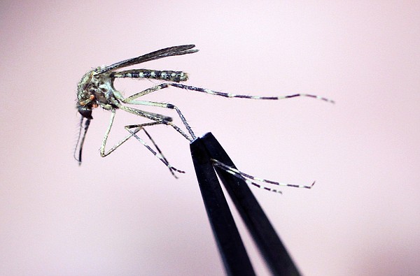 New Hampshire resident dies after testing positive for mosquito-borne ... New Hampshire resident dies after testing positive for mosquito-borne ...
