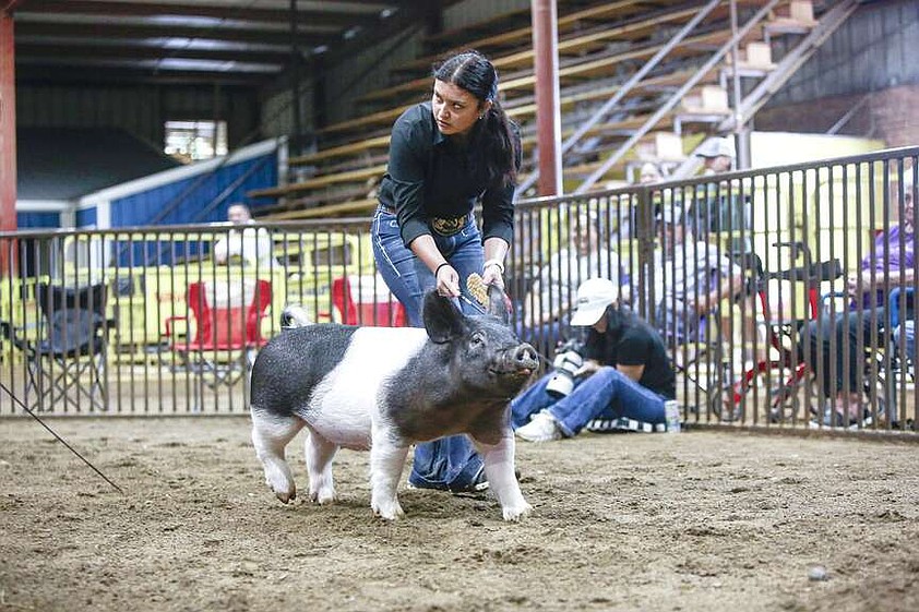County Fair livestock shows: a ‘family atmosphere’ | The Washington ...