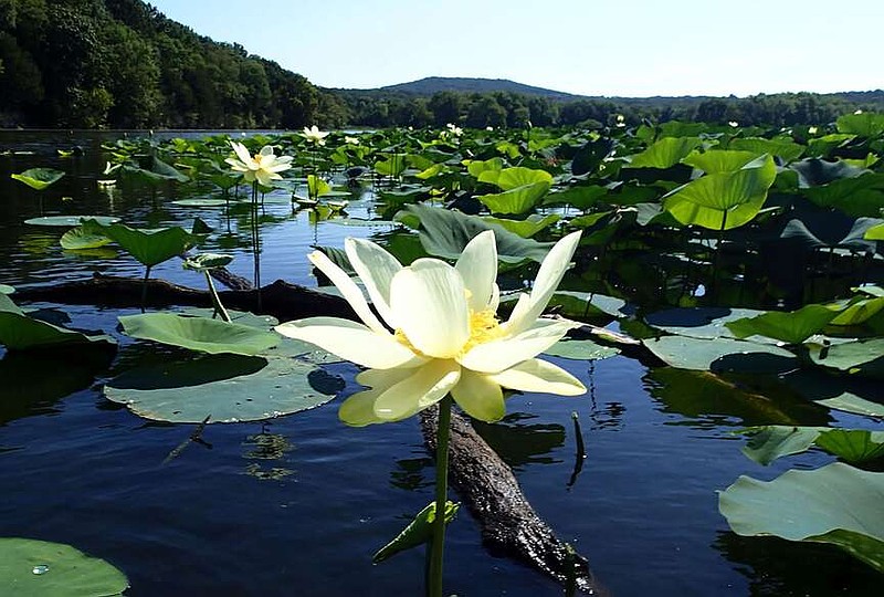 Paddlers find lotus not lilies bloom at Fayetteville’s Lake Sequoyah ...
