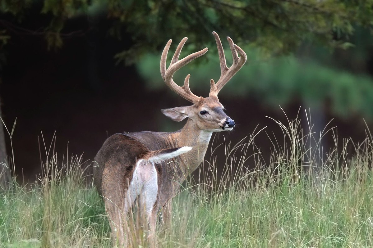Early deer hunt offers new opportunity for bowhunters | El Dorado News