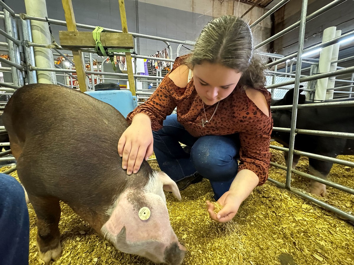Local girls raise and show their livestock animals | Camden News