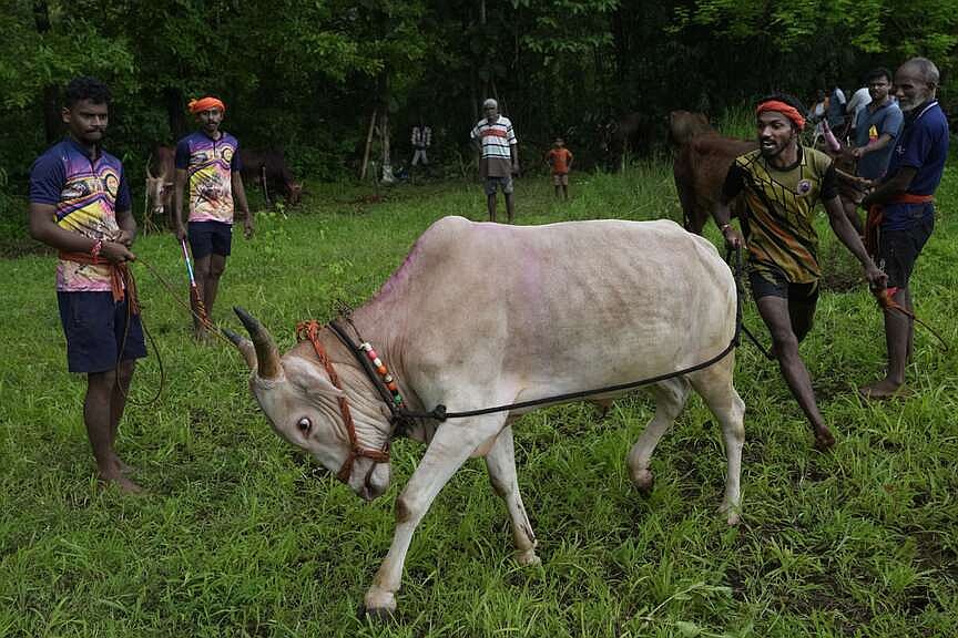 An oxen race in a small Indian farming village draws passionate crowds ...
