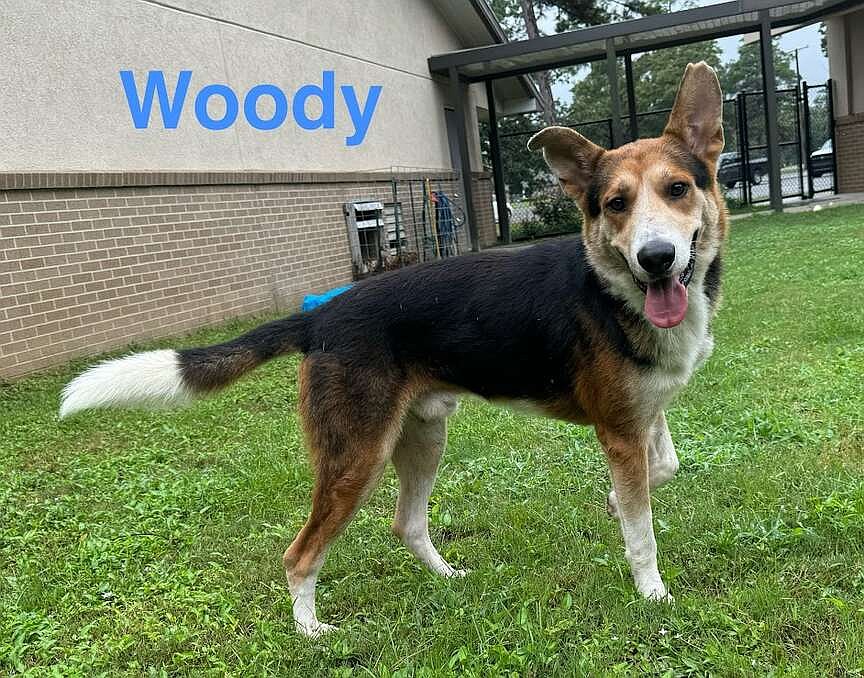 Meet Woody | Pine Bluff Commercial News