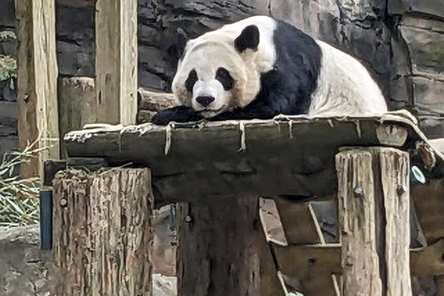 Last 4 pandas at Zoo Atlanta are leaving for China | Hot Springs ...
