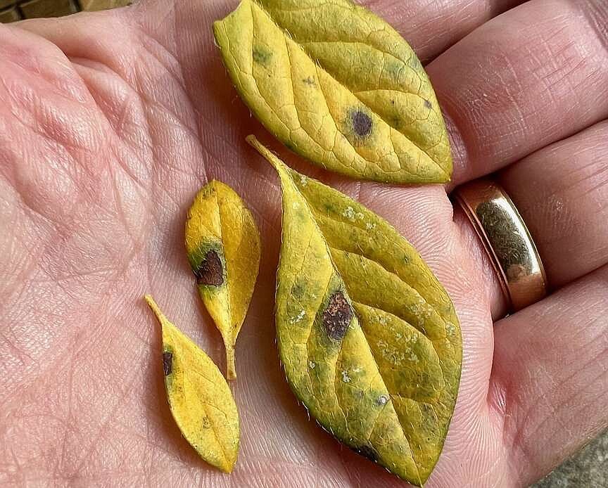 IN THE GARDEN: Evergreen azaleas turn yellow and shed old leaves when ...