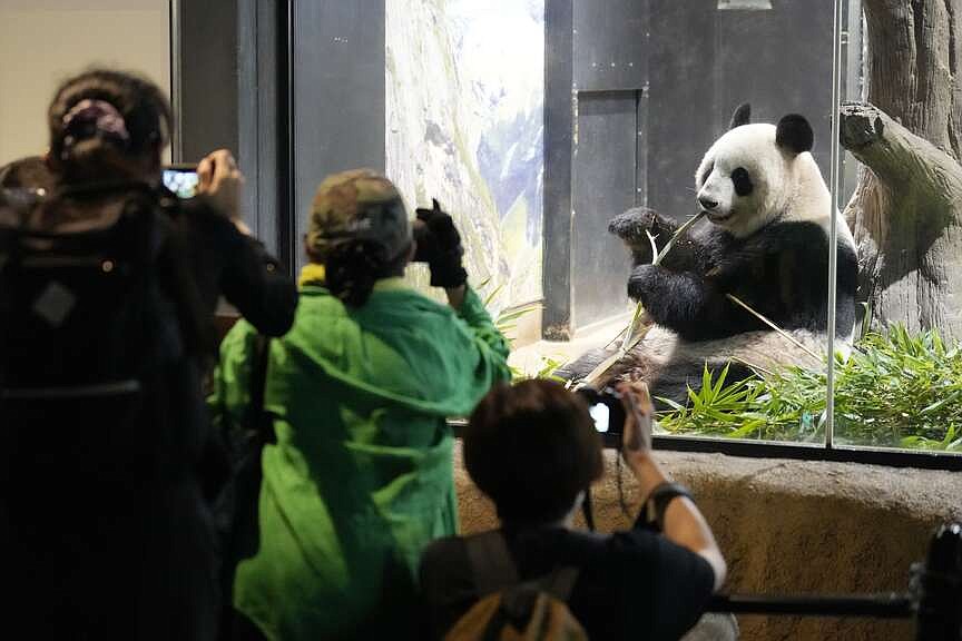 Japanese fans bid farewell to beloved panda pair before their return to ...
