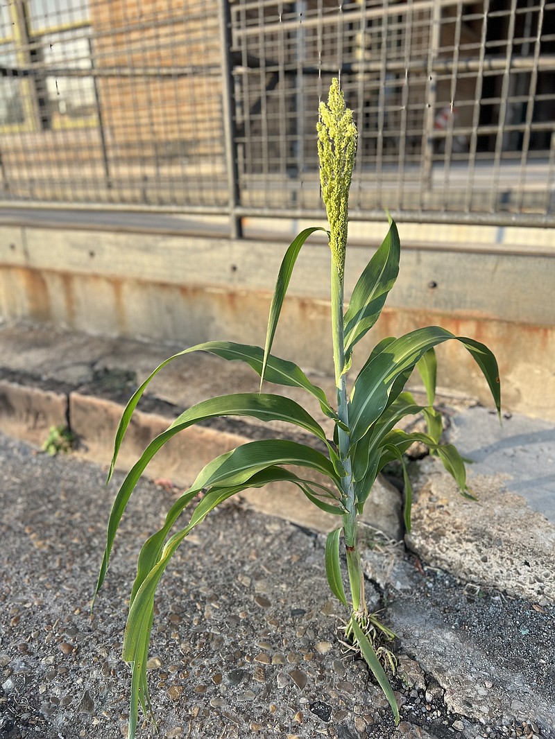 PHOTO | A Stalk is Born! | Texarkana Gazette