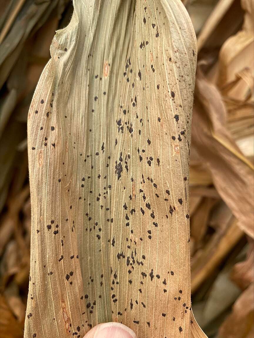Tar spot: Decorative corn stalks bearing fungus reported in Arkansas ...