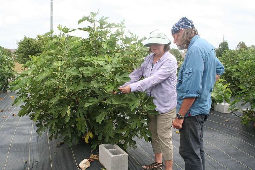 A vexing and fragile fruit: Master Gardeners conducting study on how to ...