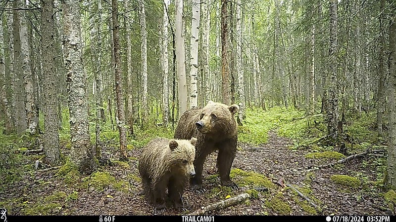 It's not just Fat Bear Week in Alaska. Trail cameras are also capturing ...
