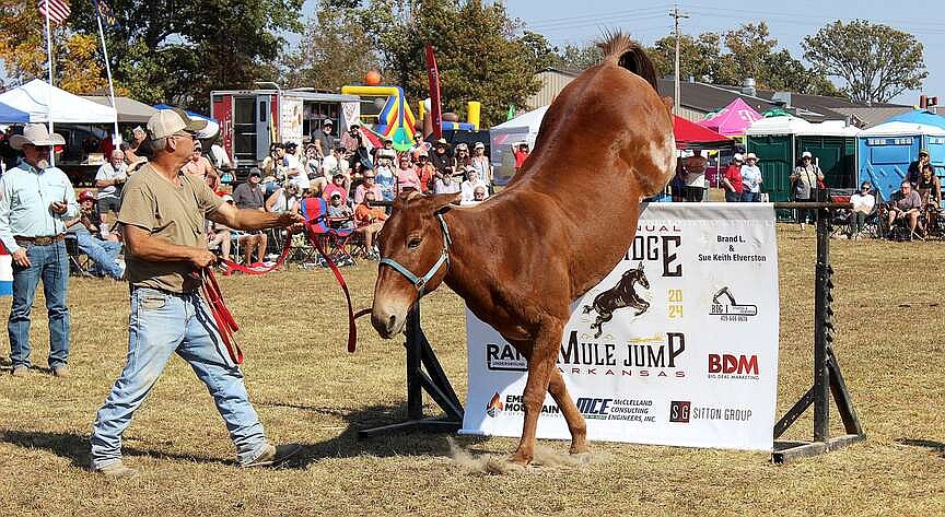 Champion jumping mule Dan takes it all in stride | Pea Ridge Times