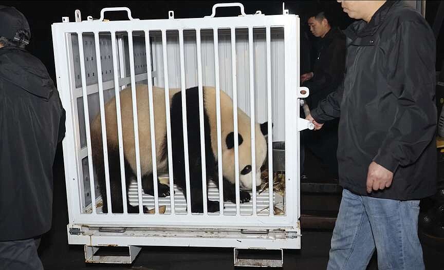 Giant pandas arrive at National Zoo, but won’t be ready for public ...