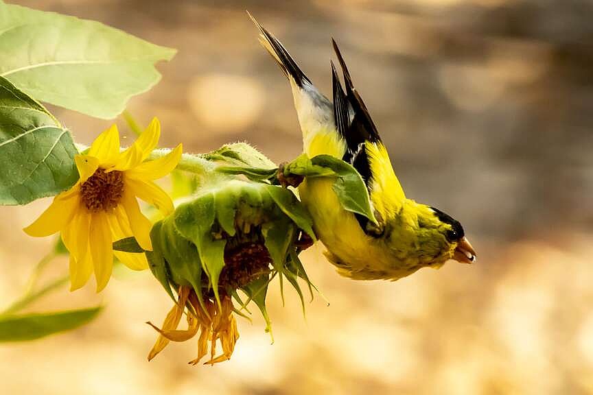 ‘Wildlife’ photo challenge winners | The McDonald County Press