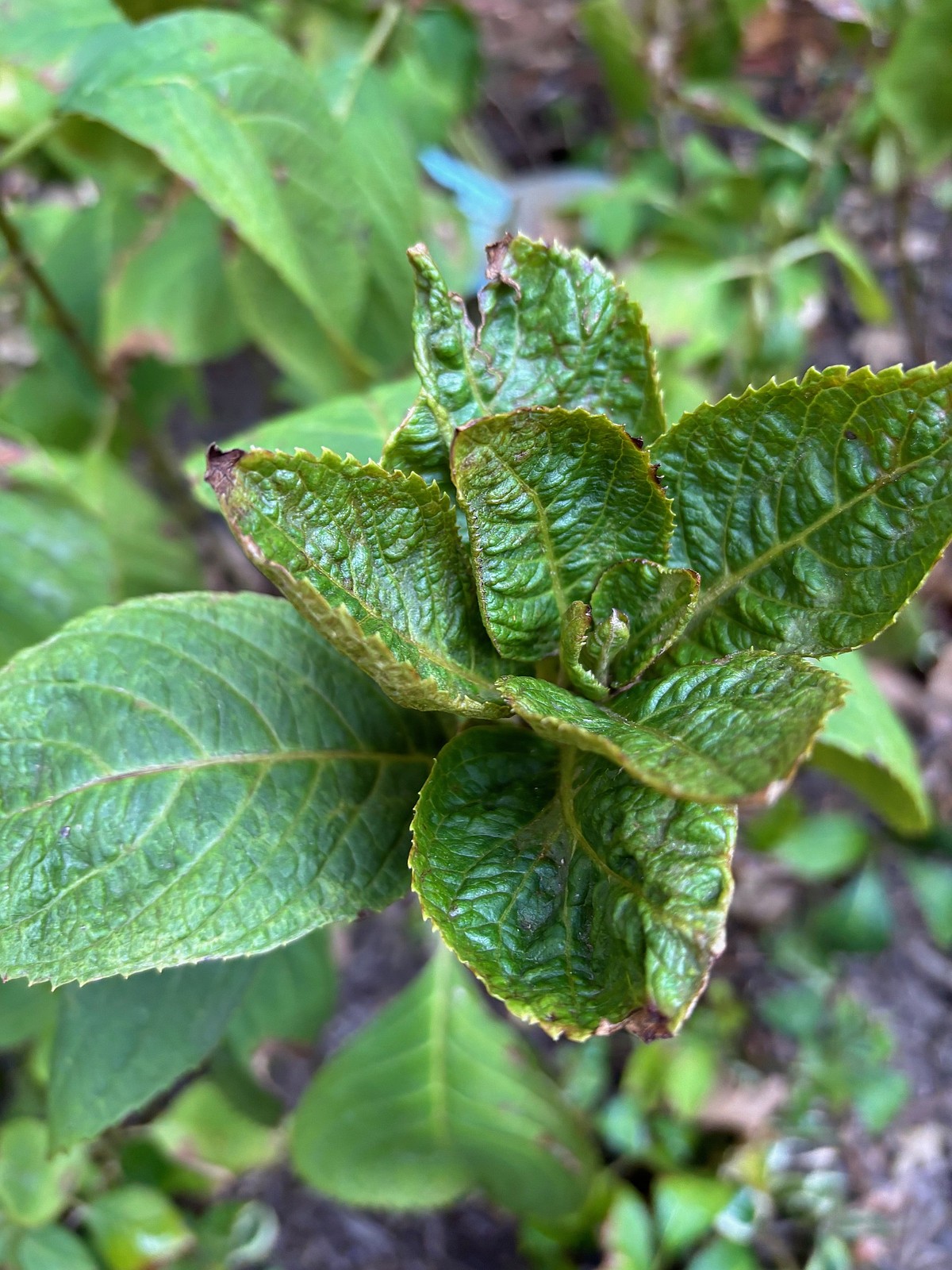IN THE GARDEN: Dry weather has stressed Arkansas plants this year | El ...