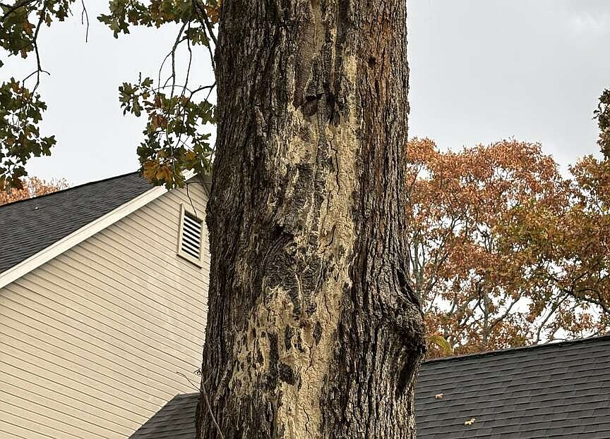 IN THE GARDEN: Oak tree appears to have hypoxylon canker, which has no ...