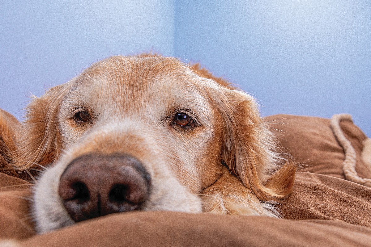 Bella leads pack as most popular dog name nationally, in Arkansas and ...