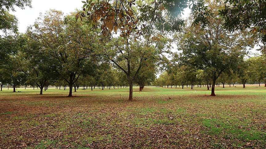 Central Arkansas pecan orchards get cracking with their machines ahead ...