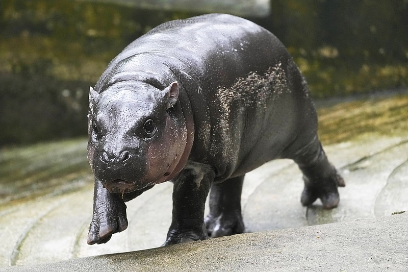 Thailand's baby pygmy hippo Moo Deng now has an official song in 4 ...