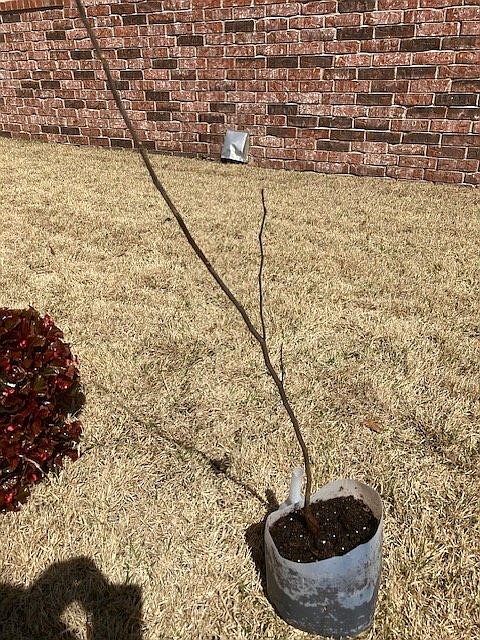 IN THE GARDEN: | El Dorado News