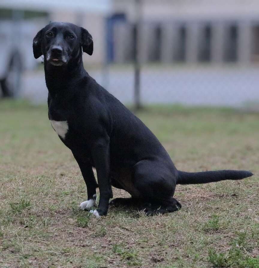 Adopt Gloria: A black lab mix who will cuddle you and do zoomies | The ...