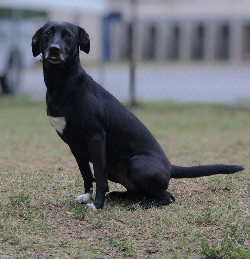 Adopt Gloria: A black lab mix who will cuddle you and do zoomies ...