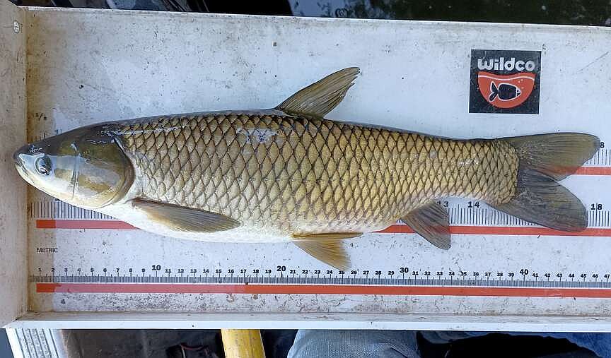 Pond owners: Consider using grass carp for pond weed control | Hot ...