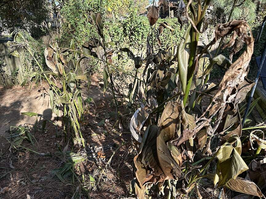 IN THE GARDEN: Cut back cannas after a freeze | The Arkansas Democrat ...
