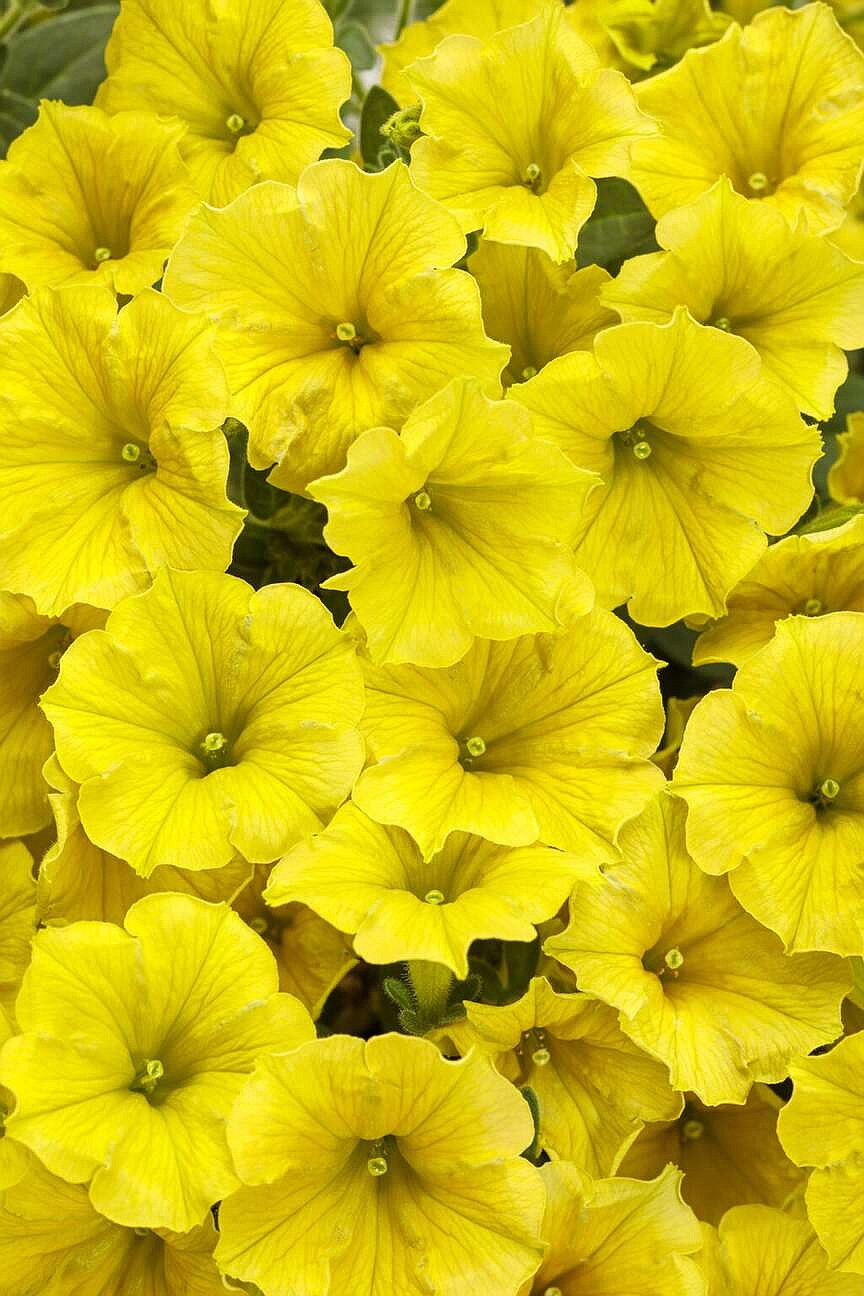 On Gardening: Supertunia Mini Vista Yellow named Annual Of The Year ...