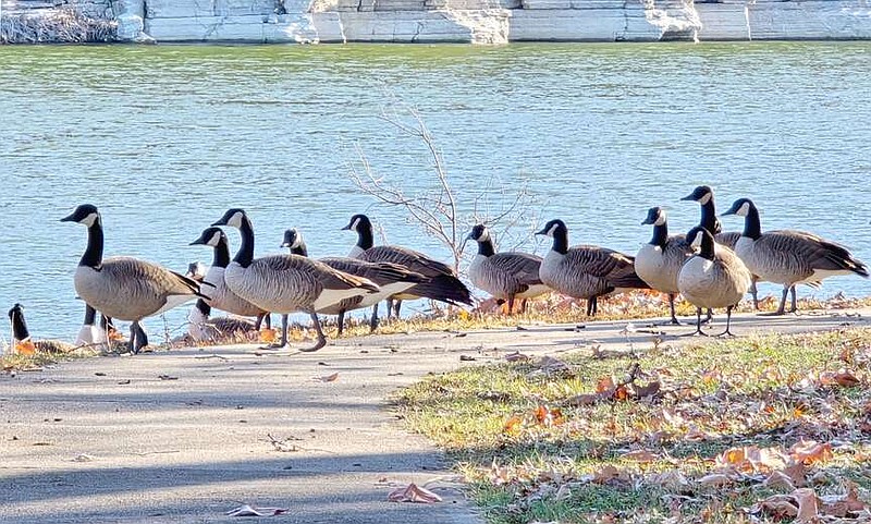 Goose Walk | Westside Eagle Observer