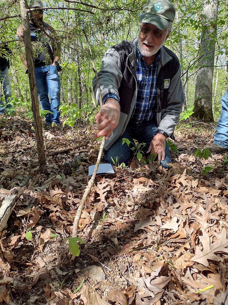 MDC, MU Extension offering free oak tree seedlings | Fulton Sun