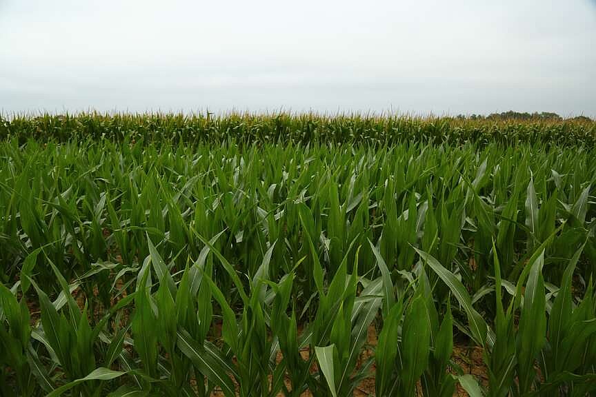 2025 crop enterprise budgets feature easier access | Hot Springs ...