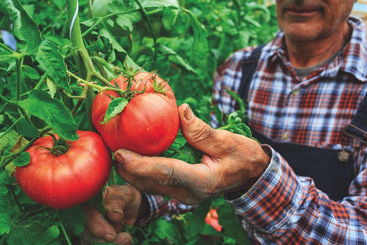 Use crop rotation in your home vegetable garden | Hot Springs Sentinel ...