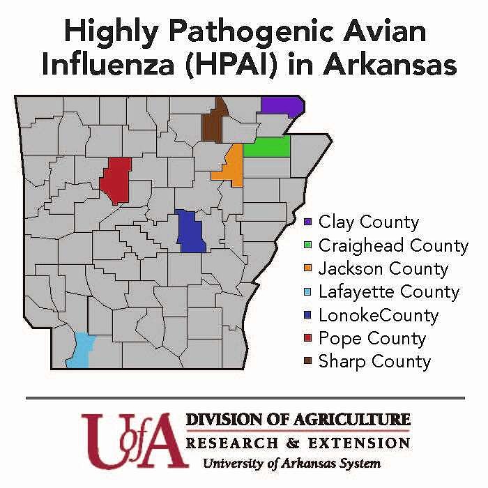 Veterinarian warns of bird flu risk after cases seen in state | Pine ...