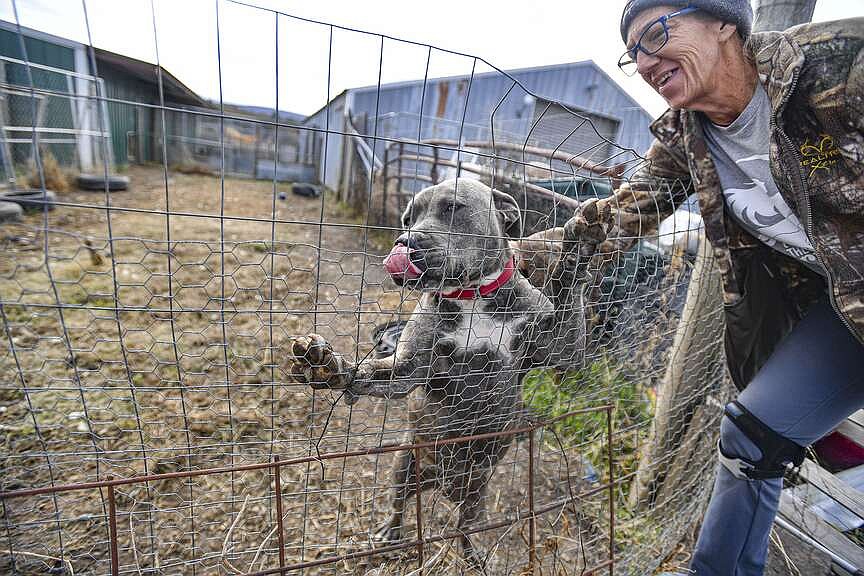 Greenwood considers severing relationship with local animal rescue ...