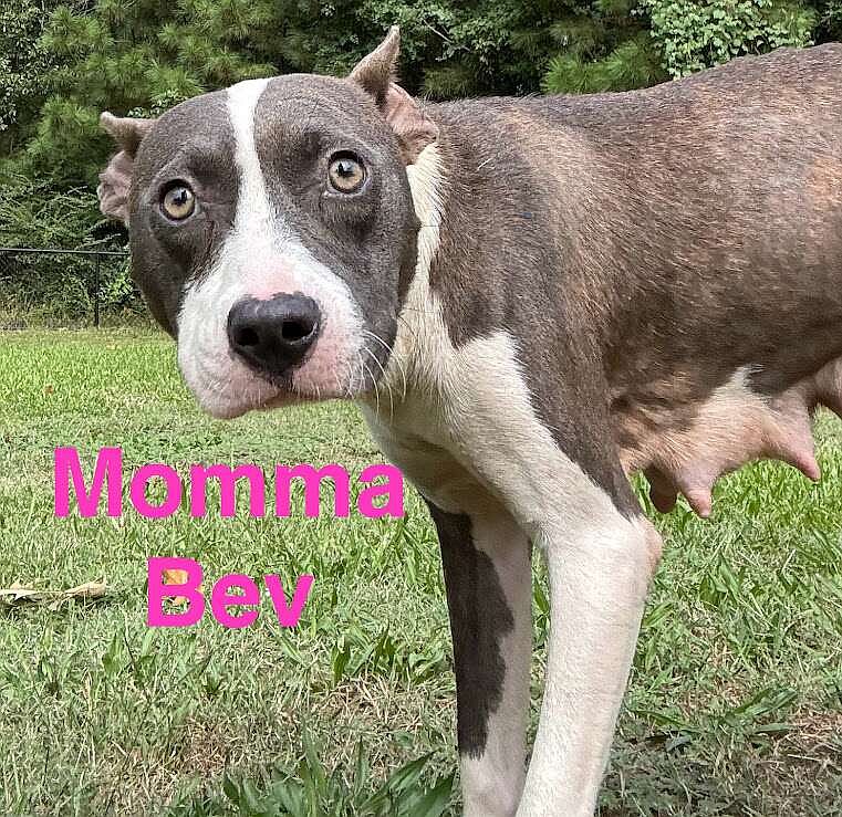 Meet Momma Bev | Pine Bluff Commercial News