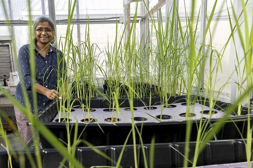 Research looks at rice stress at night | Pine Bluff Commercial News