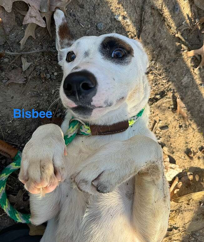 Meet Bisbee | Pine Bluff Commercial News