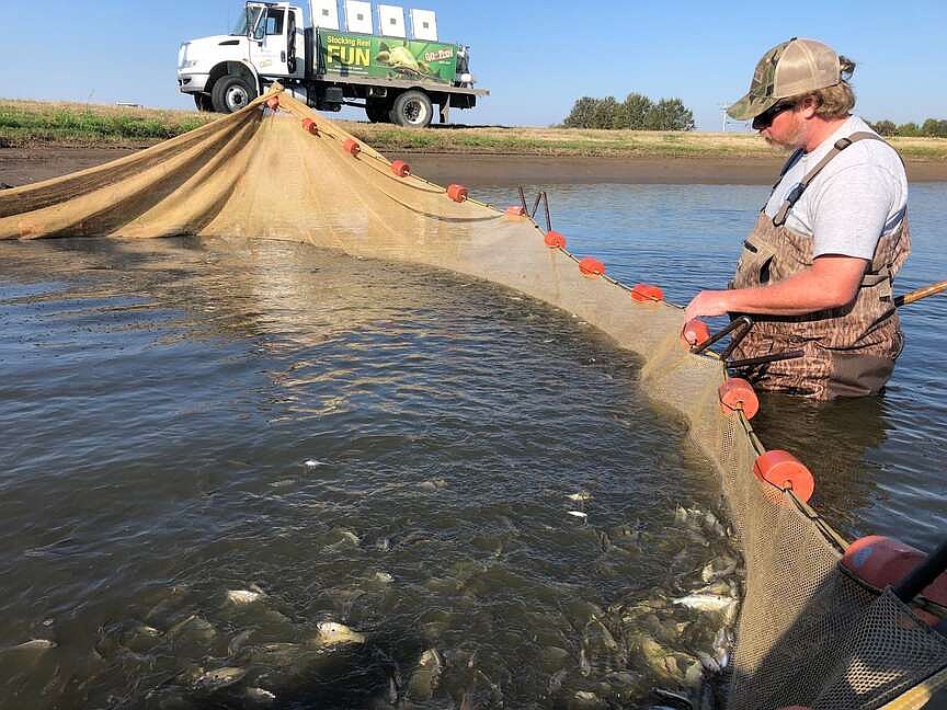 Threadfin shad: tiny fish, big impact on Arkansas sport fishing | Hot ...