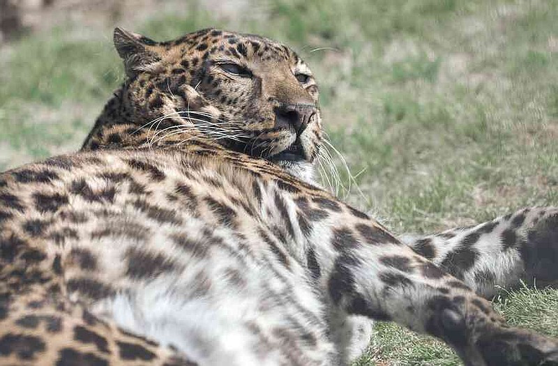 Turpentine Creek Wildlife Refuge announces new measures to avoid bird ...