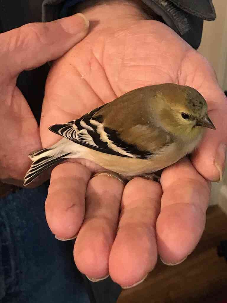 Audubon meeting to discuss bird window collisions | Hot Springs ...