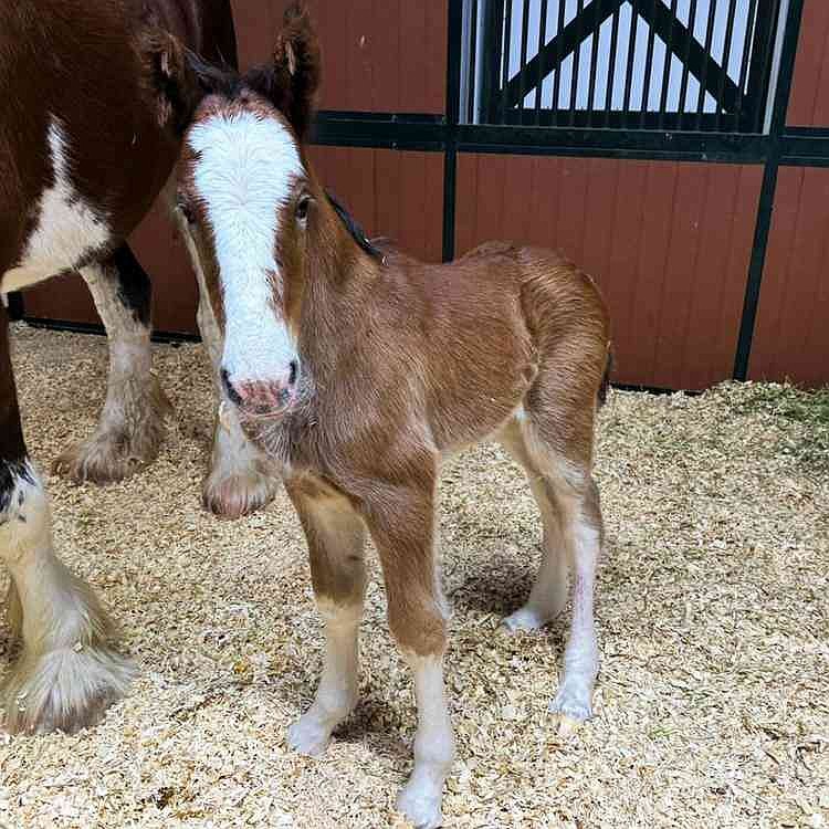 Meet the Clydesdale foal starring in Sunday’s Super Bowl commercial for ...