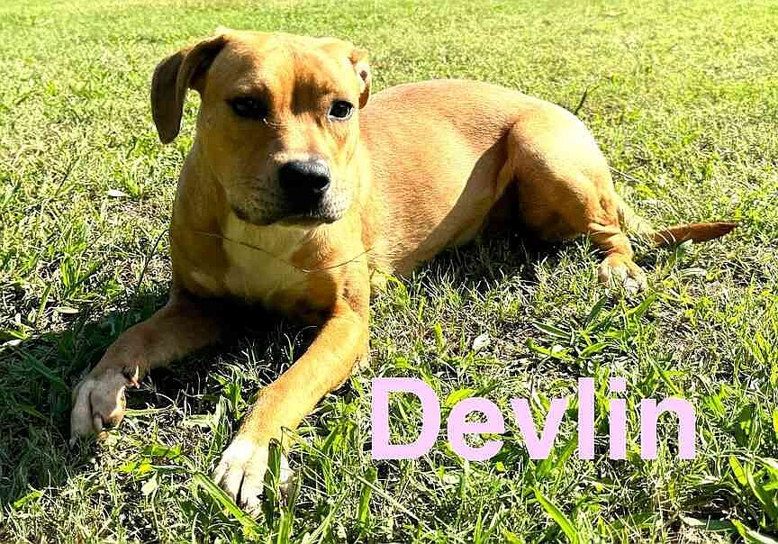 Meet Devlin | Pine Bluff Commercial News