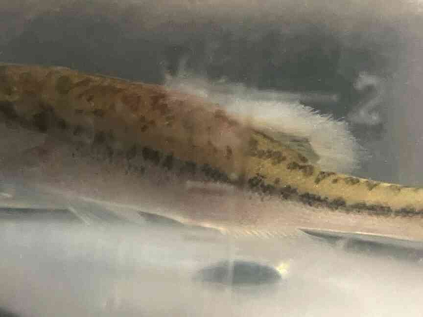 Cold weather puts fish at fungal infection risk | Pine Bluff Commercial ...