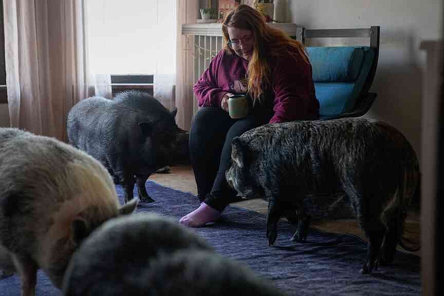 ‘No pig left behind’: Meet the volunteers racing to rescue pigs across ...