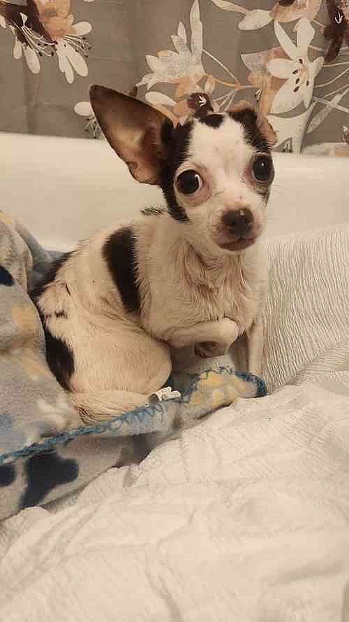 PET OF THE WEEK | Boo Boo | Texarkana Gazette