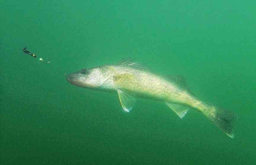 OPINION | Putthoff: Walleye on the march; toothy fish have an appetite ...