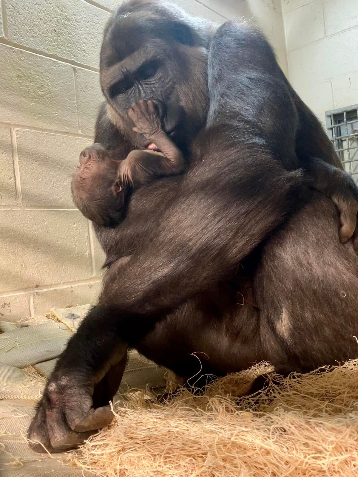 Baby born on March 1 gives LR Zoo its first second-generation gorilla birth | Texarkana Gazette