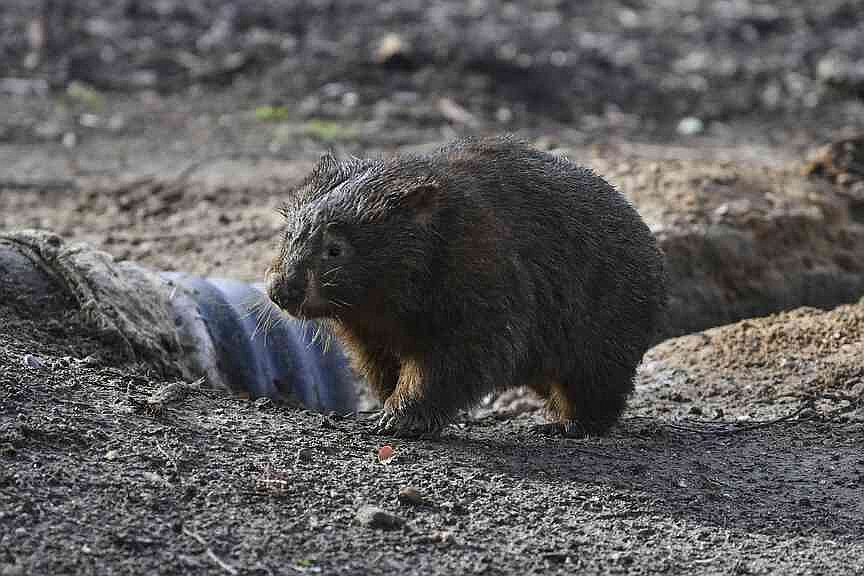 Wombat video raises anger in Australia | The Arkansas Democrat-Gazette ...