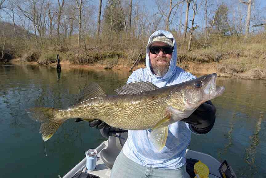 Walleye spawn is on up Beaver Lake tributaries | Northwest Arkansas ...