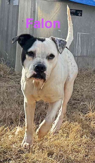 Meet Falon | Pine Bluff Commercial News